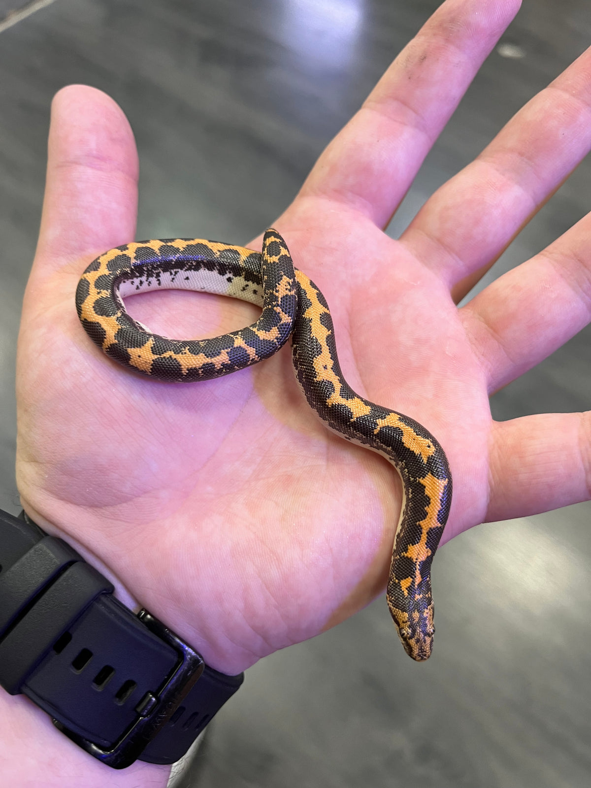 Boa arena – ReptilAqua